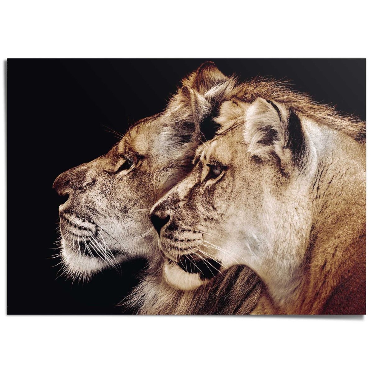 XXL Poster Leeuw en leeuwin 100x140 – Reindersshop